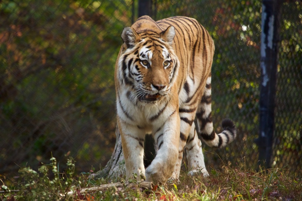 Rare Tiger Makes Zoo Debut – Only In Bridgeport®