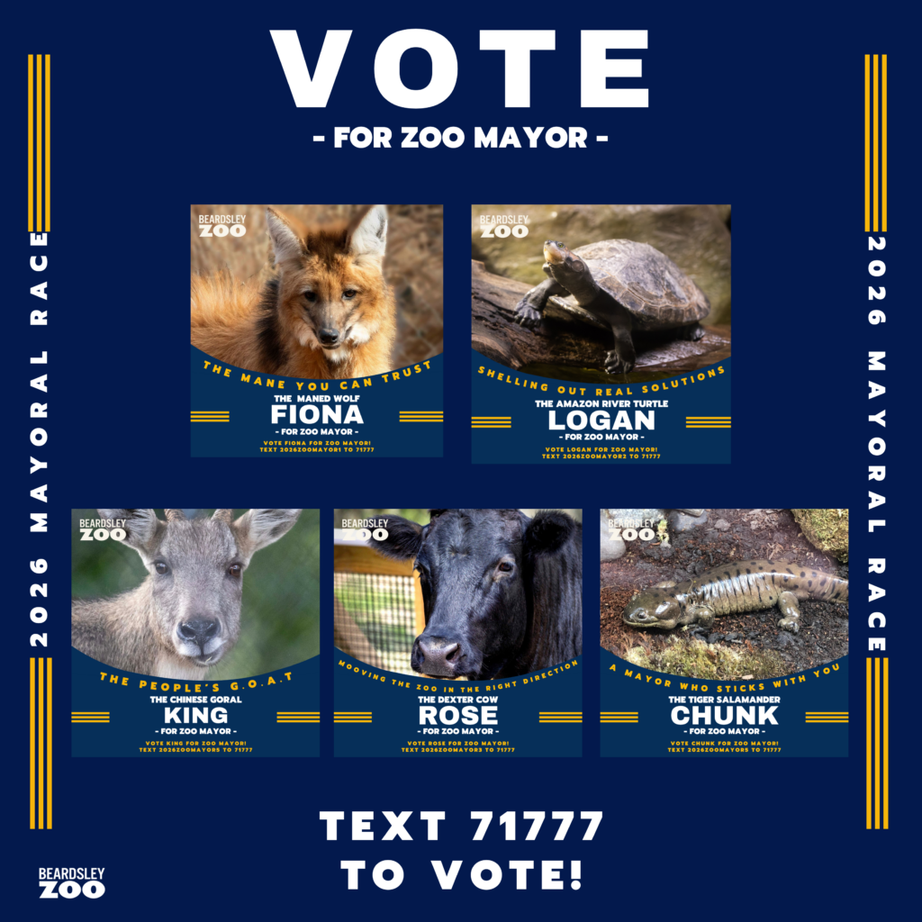 Wolf, Turtle, Cow, Goral, Salamander – Vote Often For The Zoo Mayor ...