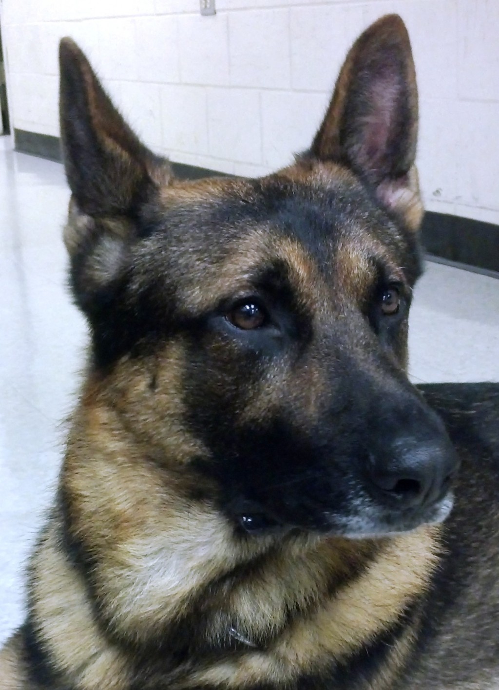 Canine Trace Aids Police In Tracking Robbery Suspects – Only In Bridgeport®